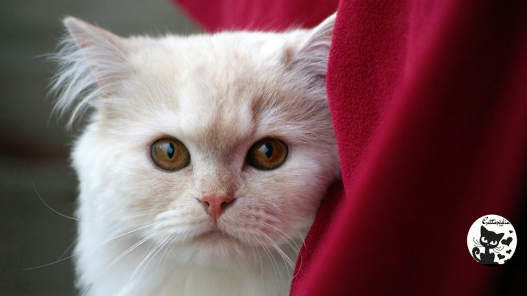 Caratteristiche principali e descrizione del gatto domestico